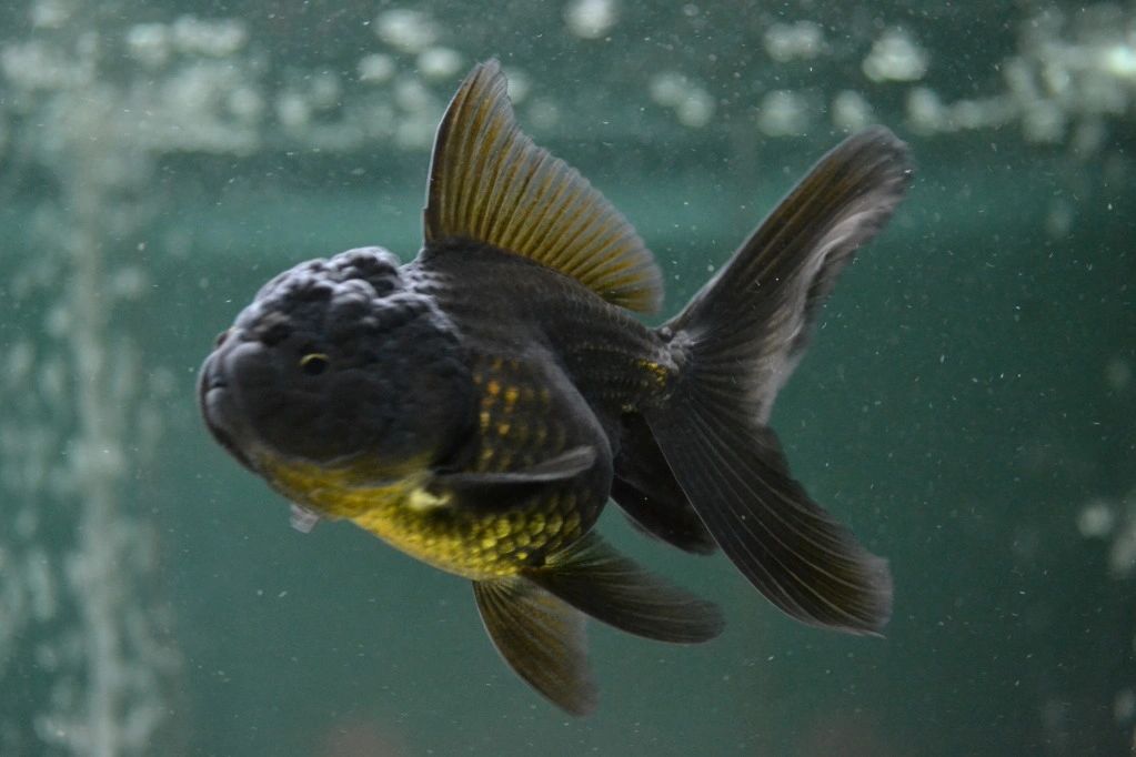 1 Pair ₹2099 Black Oranda Goldfish