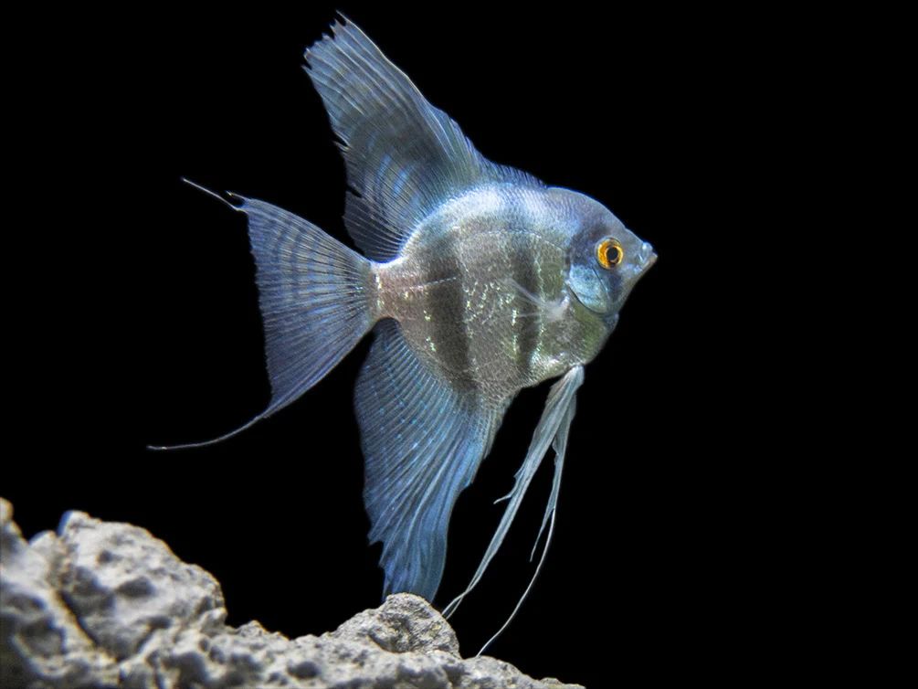 1 Pair 800 Blue angelfish