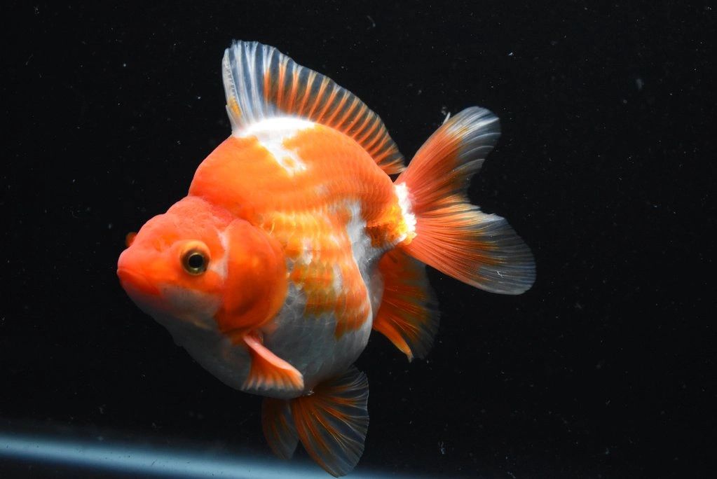 High Back Ryukin Goldfish [ 1 Pair ₹2499 ]