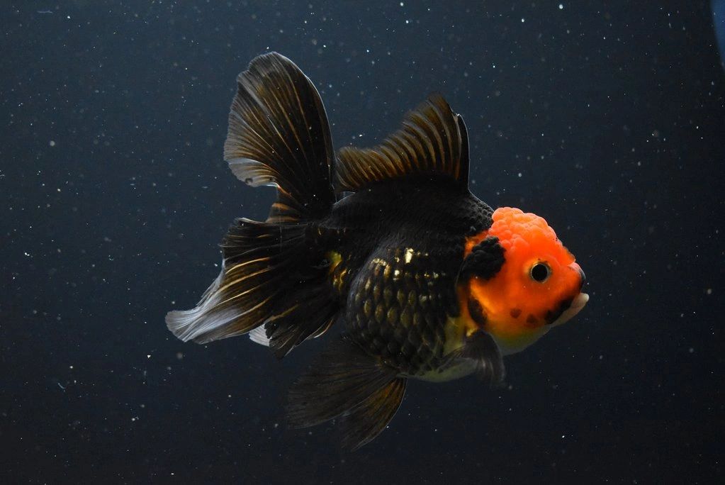 1 Piece ₹750 Short Body Apache Oranda