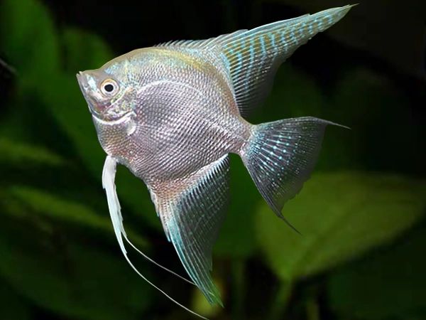 [ 4 Piece ₹800 ] Platinum Angel Fish Big Size