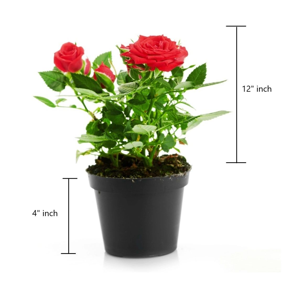Rose flowering plant size - 12 inch