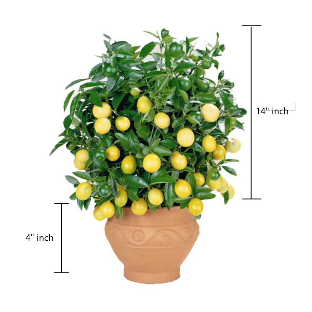 Lemon plant
