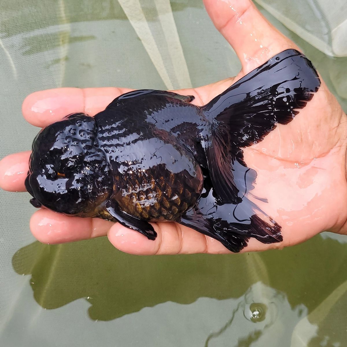 1 Piece Z Black Giant Oranda Goldfish