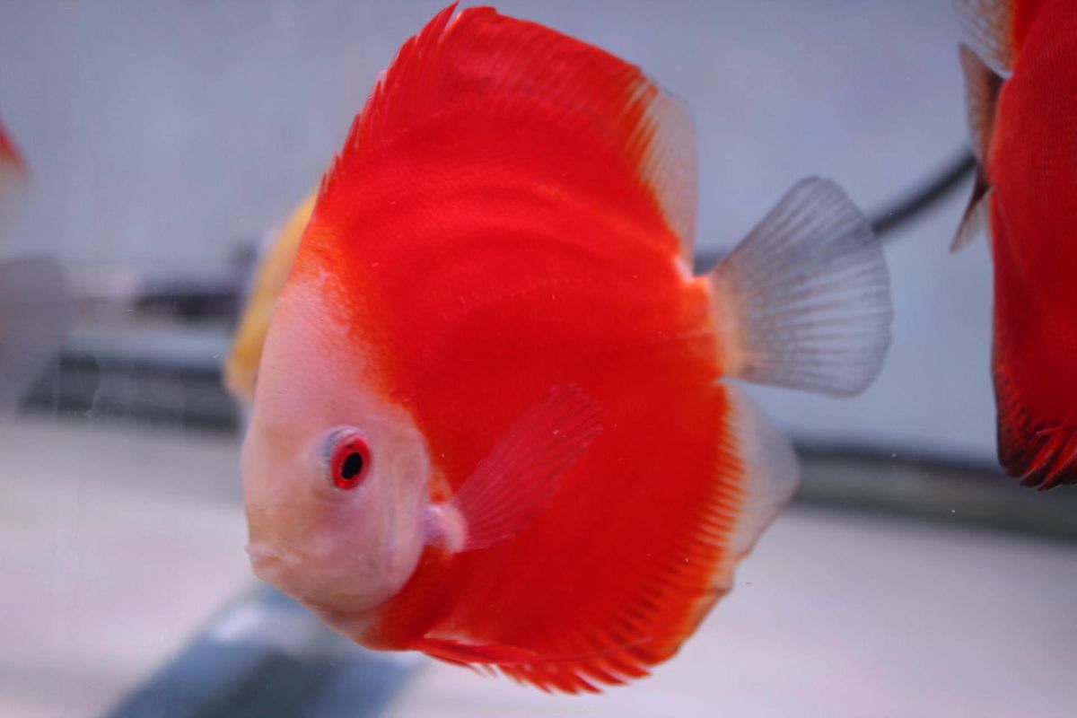Fuji Red Discus Fish