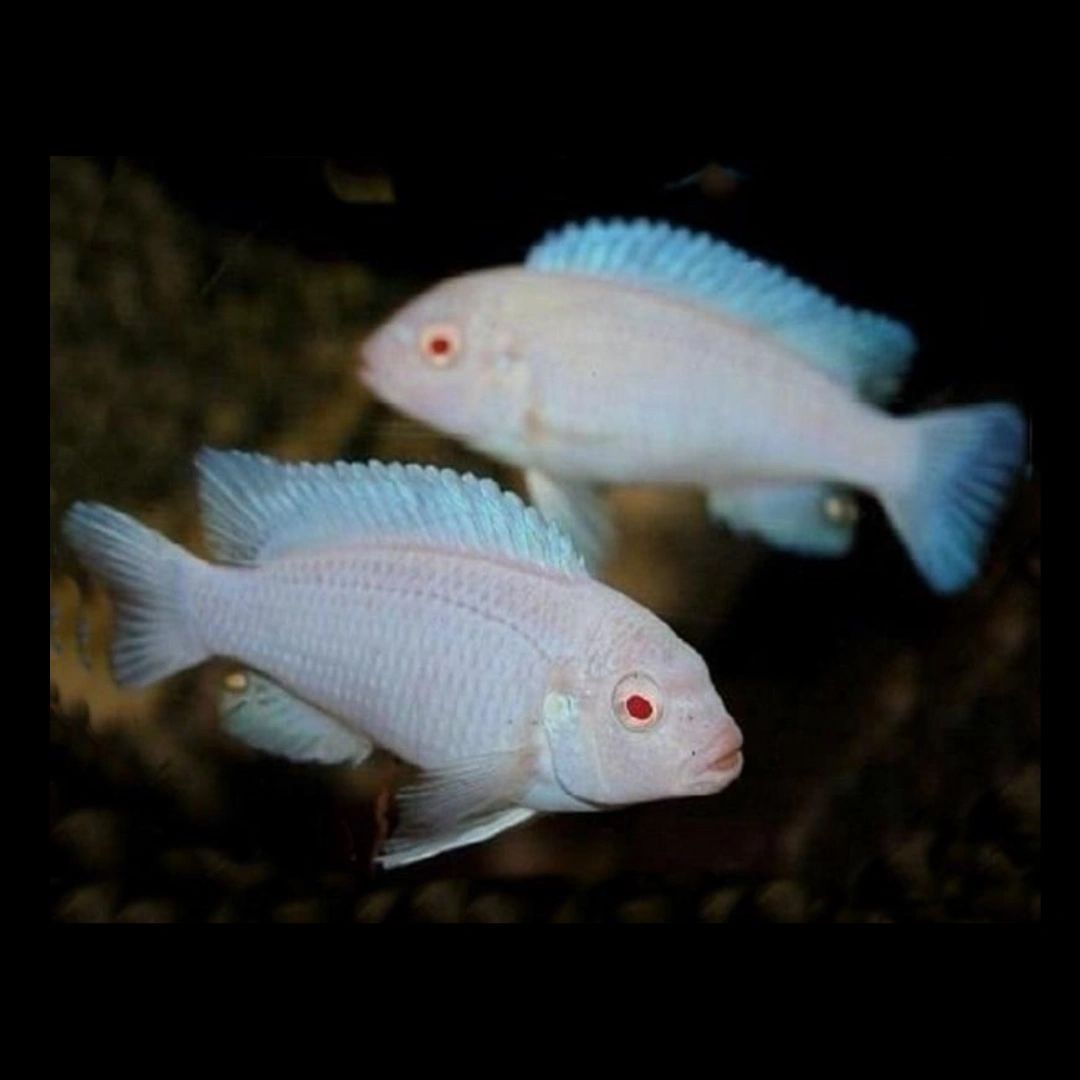 [ Piece Only ₹200 ] Snow White Cichlid Fish