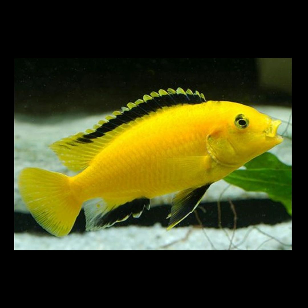 [ 2 Piece Only ₹400 ] Yellow Lab Fish Big Size