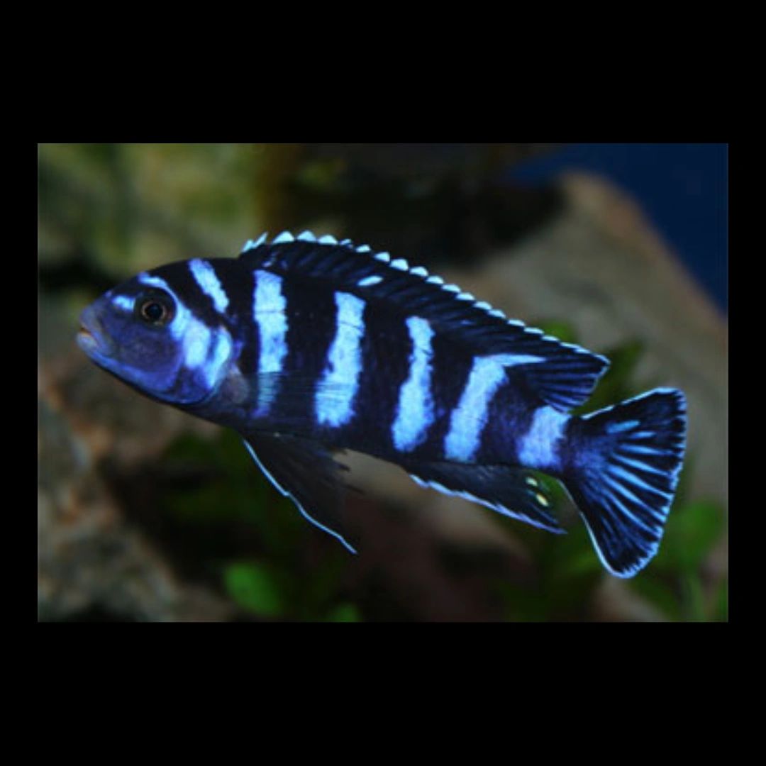 [ 500 Piece ] Demasoni Cichlids Fish