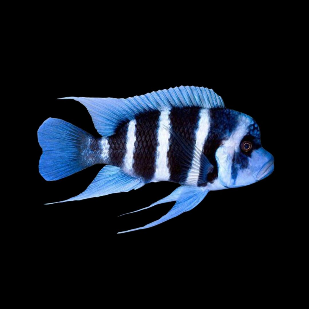 Frontosa Cichlid Fish