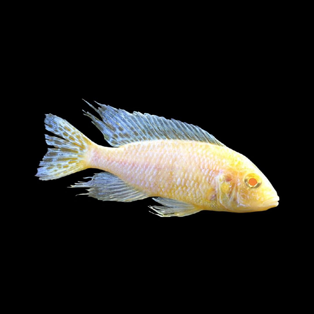 Strawberry Cichlids Fish