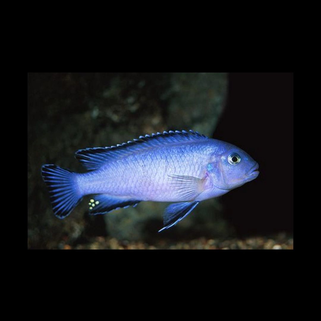 [ 2 Piece ₹400 ] Powder Blue Fish