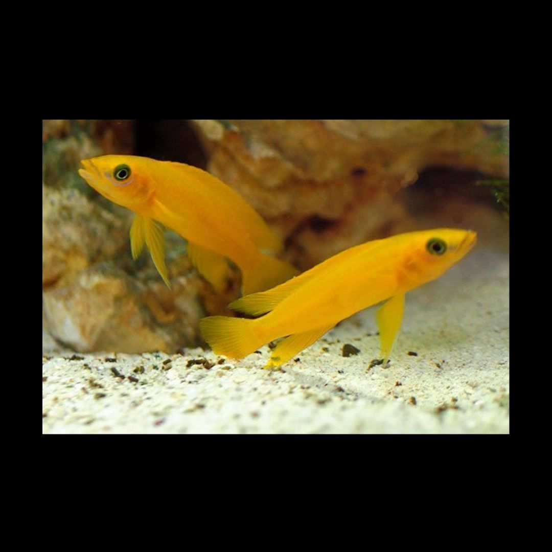 Leleupi cichlid fish