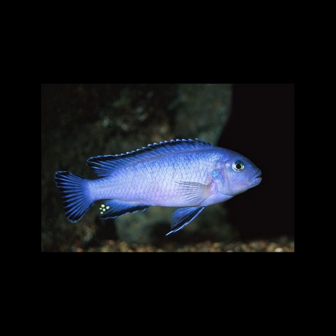 [ 6 Piece Only ₹399 ] POWDER BLUE CICHLID FISH
