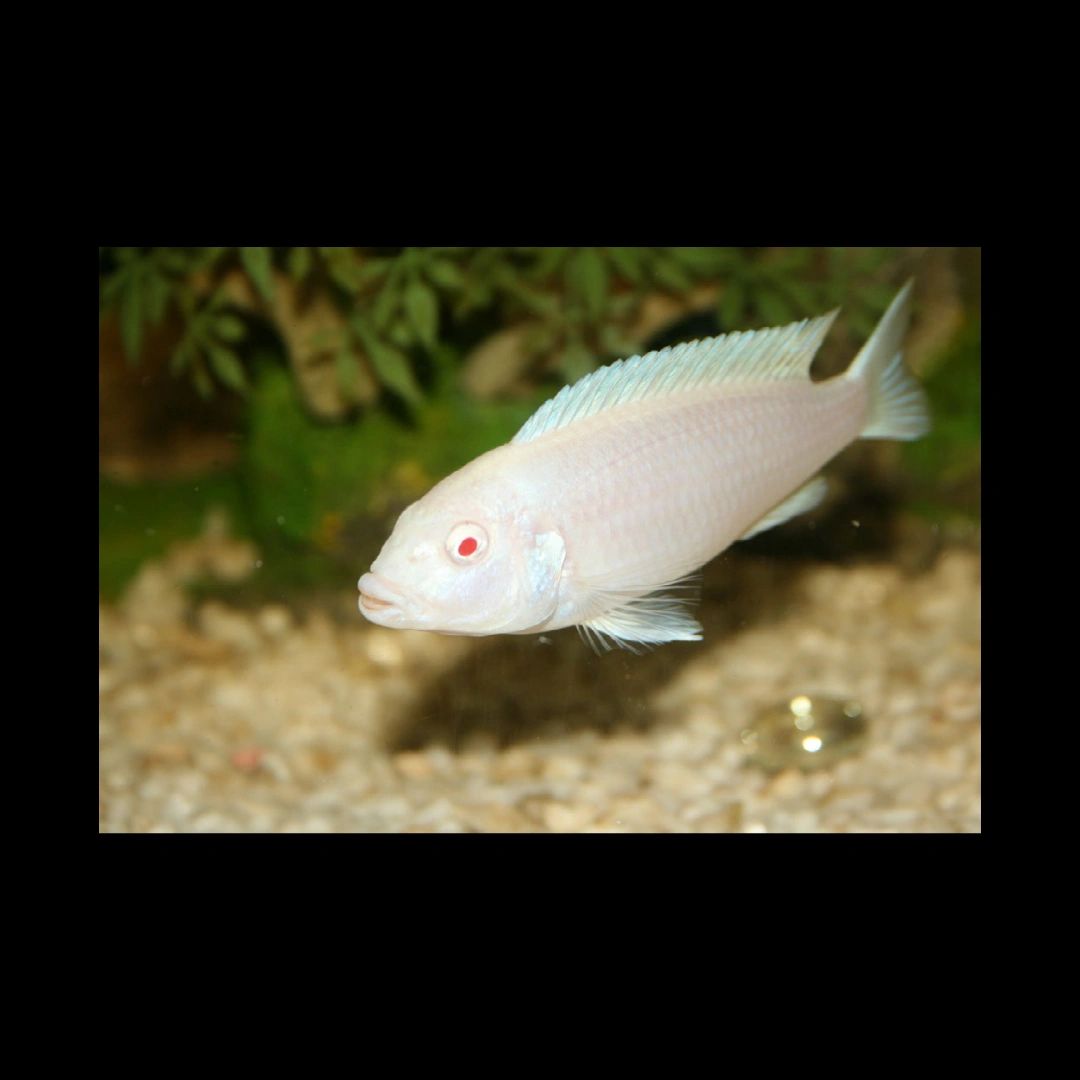 Albino Ice Blue Cichlid Fish [ 2 piece Only ₹450 ]