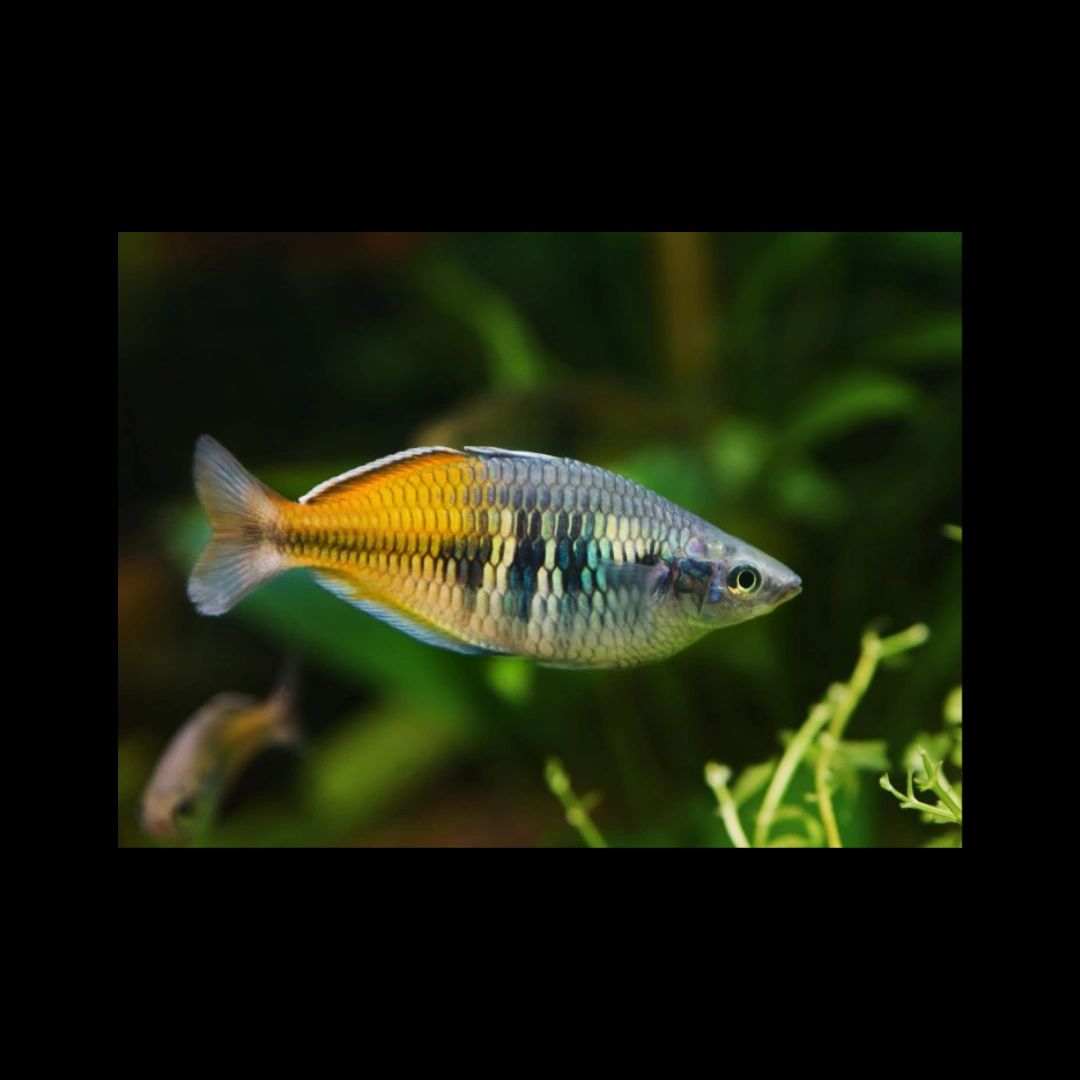 [ 4 Piece ₹699 ] Boeseman's Rainbow fish