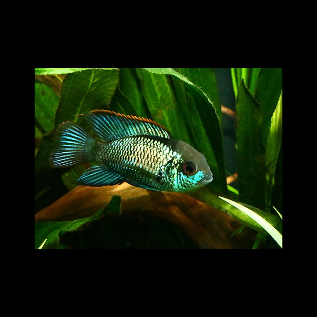 [ 2 Piece ₹699 ] Electric Blue Acara