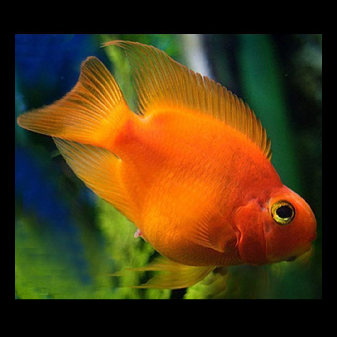 [ 2 Piece Only 1199 ] Red Parrot Fish Imported