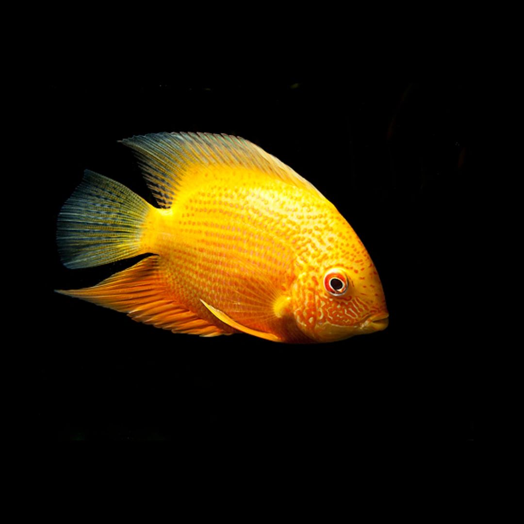 [ 4 Piece ₹800 ] Gold Severum Fish