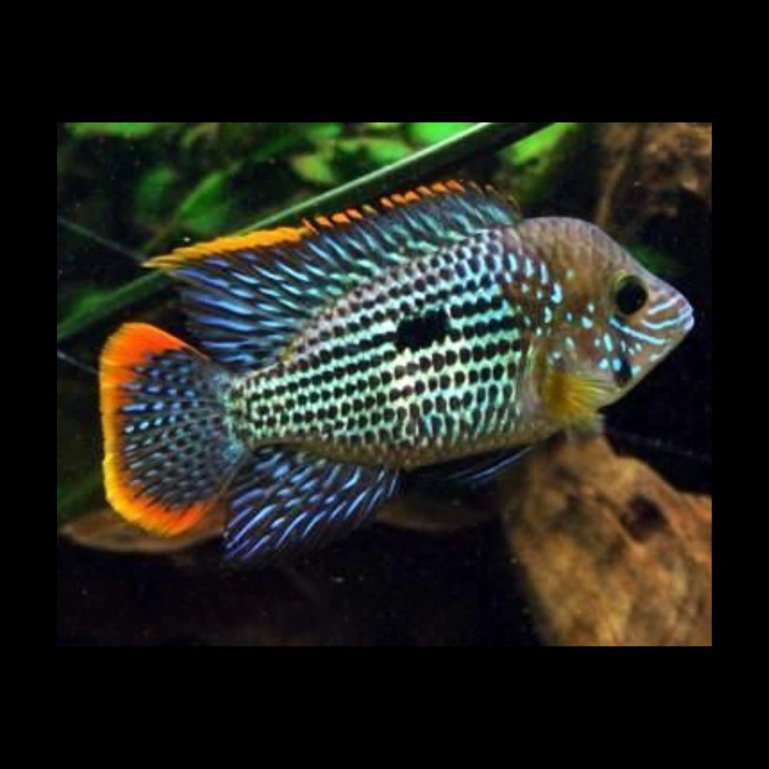 [ 4 Piece ₹699 ] Green Terror Cichlid Fish
