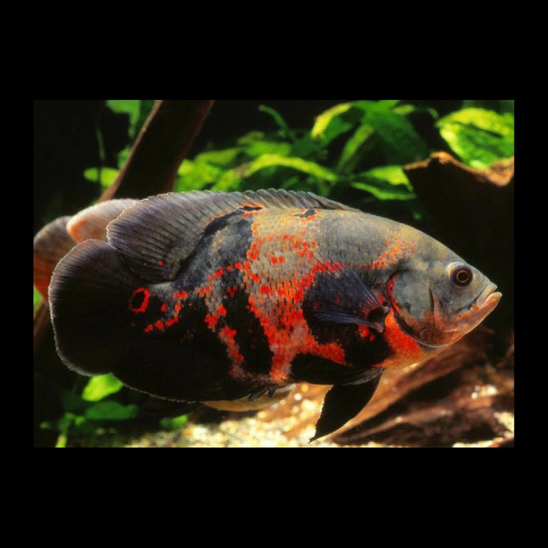 Black And Red Oscar Fish