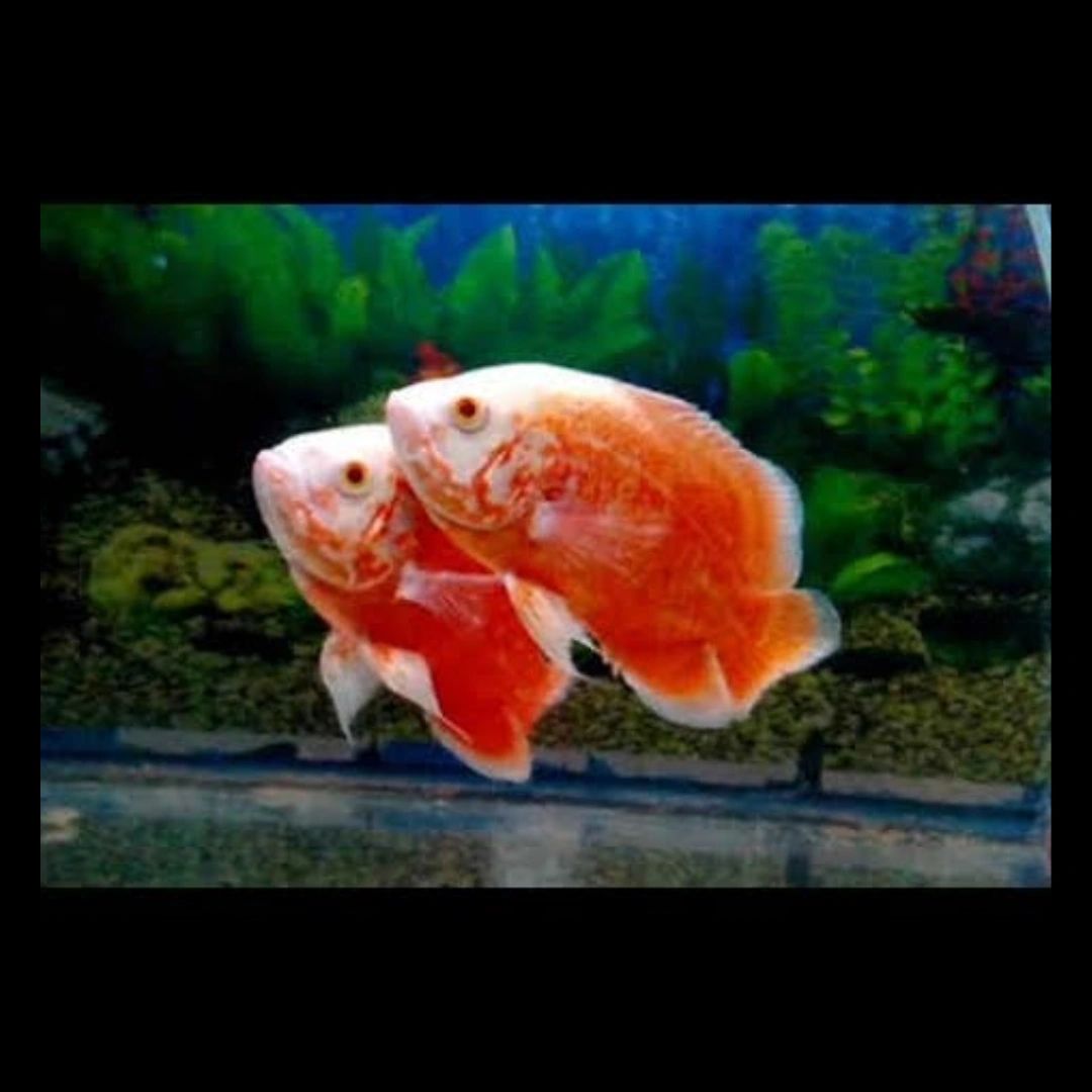 [ 2 Piece Only ₹1,600 ] Fire Red Oscar