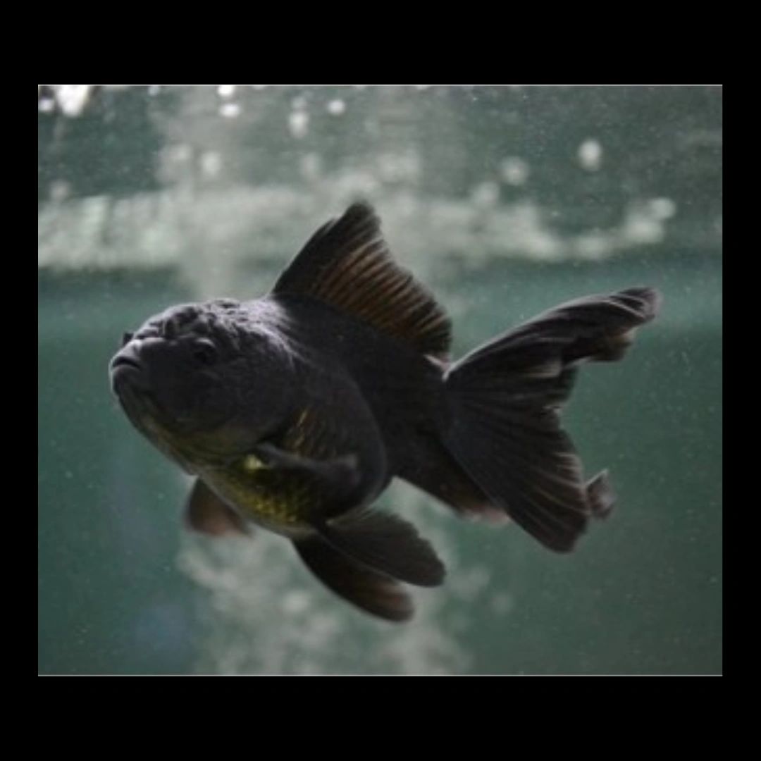 [ 4 Piece ₹800 ] Black Oranda Goldfish