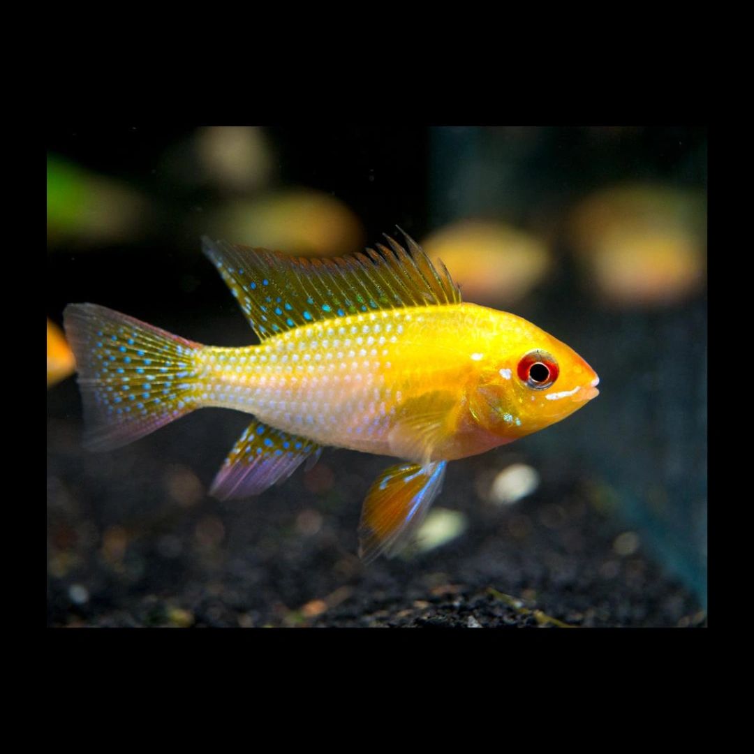 [ 2 Piece ₹800 ] Golden Ram Fish