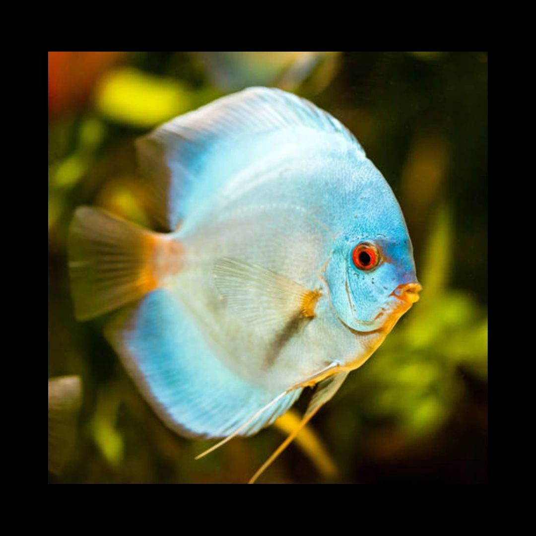 Blue Diamond Discus [ Malaysian Breed ]