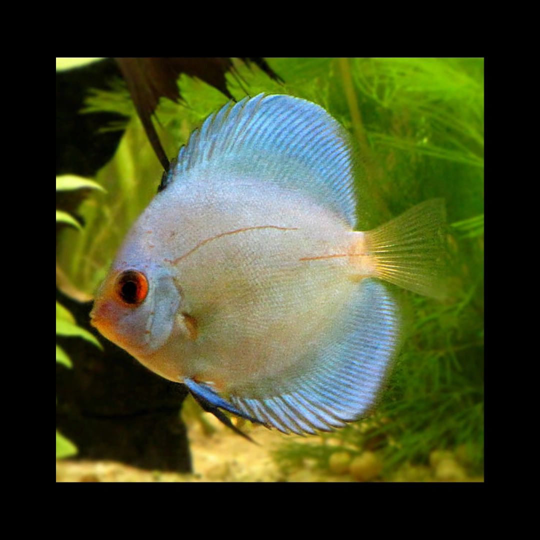 Blue Diamond Discus Fish [ Malaysian Breed ]