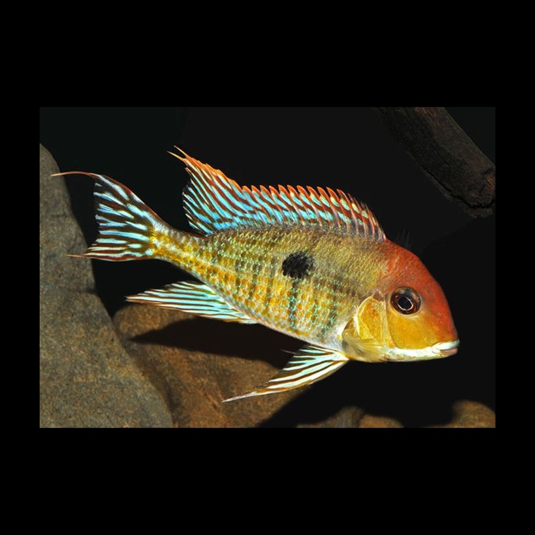 1 Pair ₹1650 Geophegus Red Head Tapajos Fish