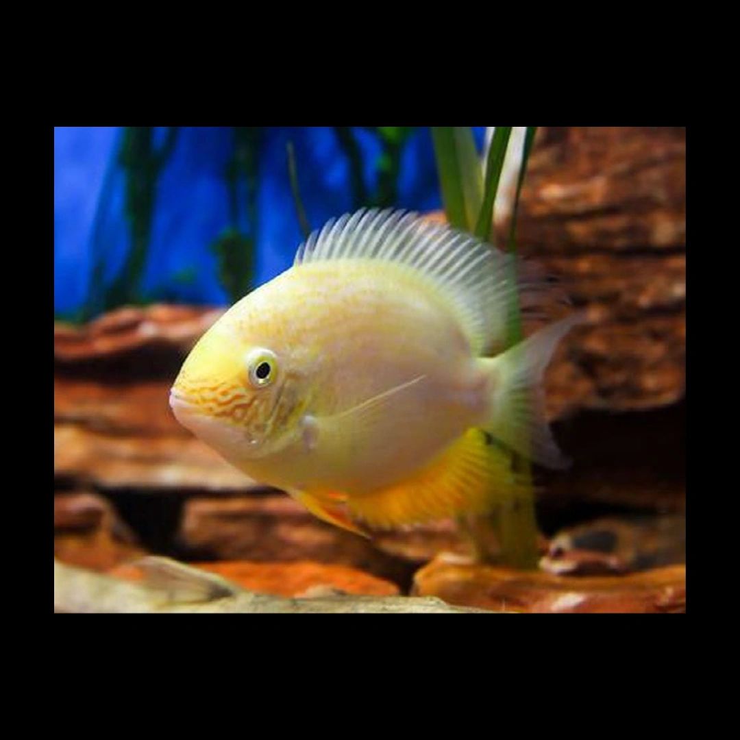 [ 4 piece Only ₹800 ] Golden Yellow Severum