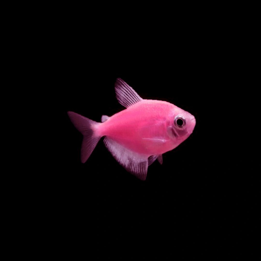 [ 4 Piece ₹750 ] Pink Widow Fish