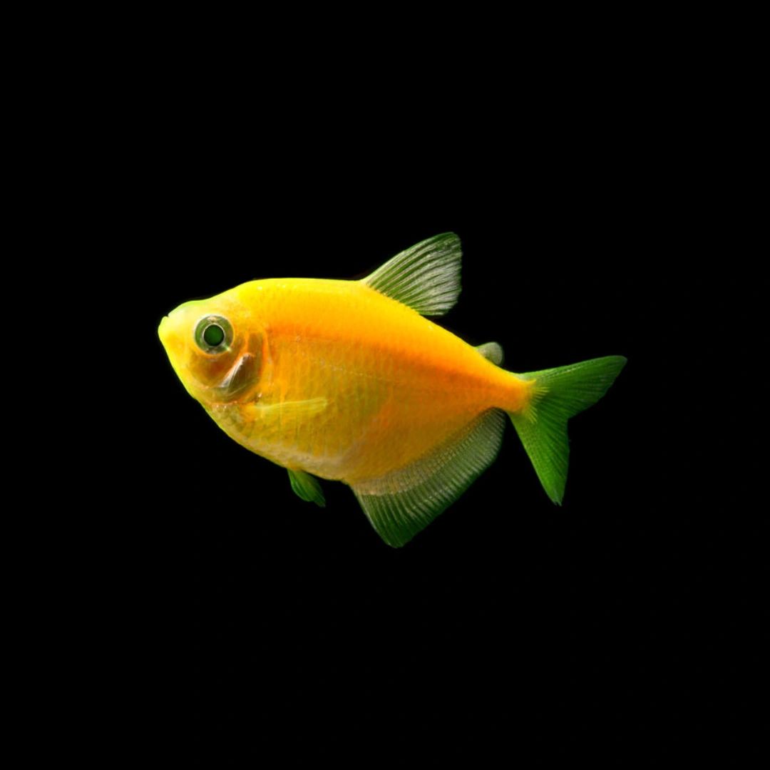 [ 6 Piece ₹599 ] Yellow Widow Fish