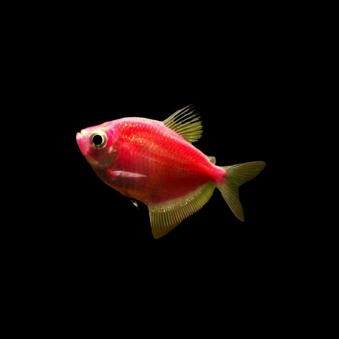 [ 6 Piece ₹599 ] Starfire Red Glofish Tetra new