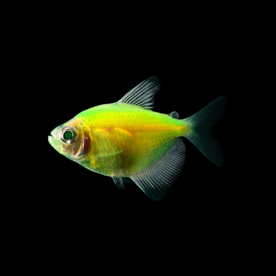 [ 6 Piece ₹599 ] Green Widow Fish