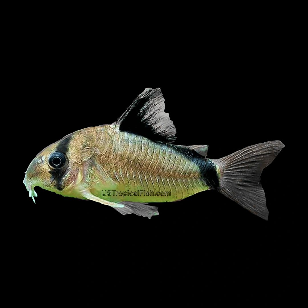 [ 4 Piece ₹750 ] Bandit Cory Catfish