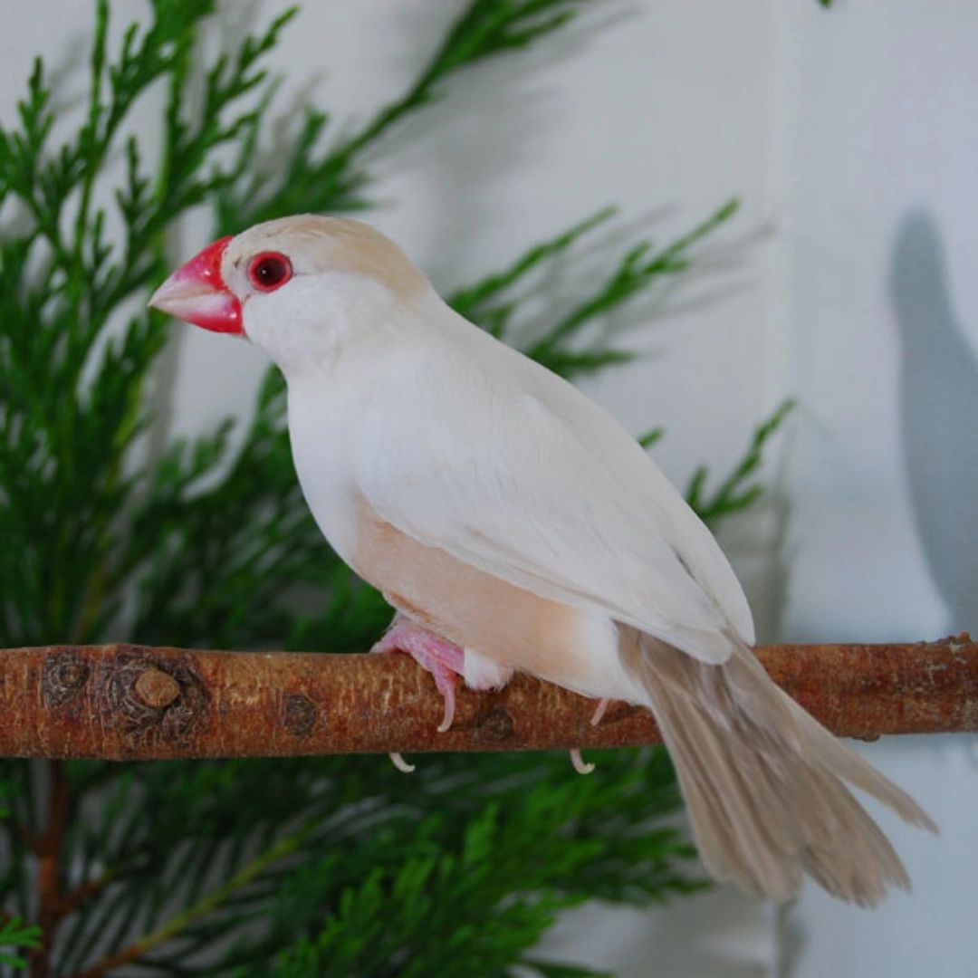 [ 2 Pair ₹3150 ] Brown Java Birds Male And Female