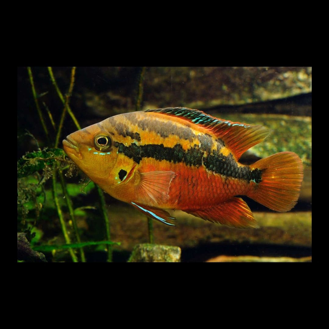 [ 1 Pair ₹700 ] Salvini Cichlid