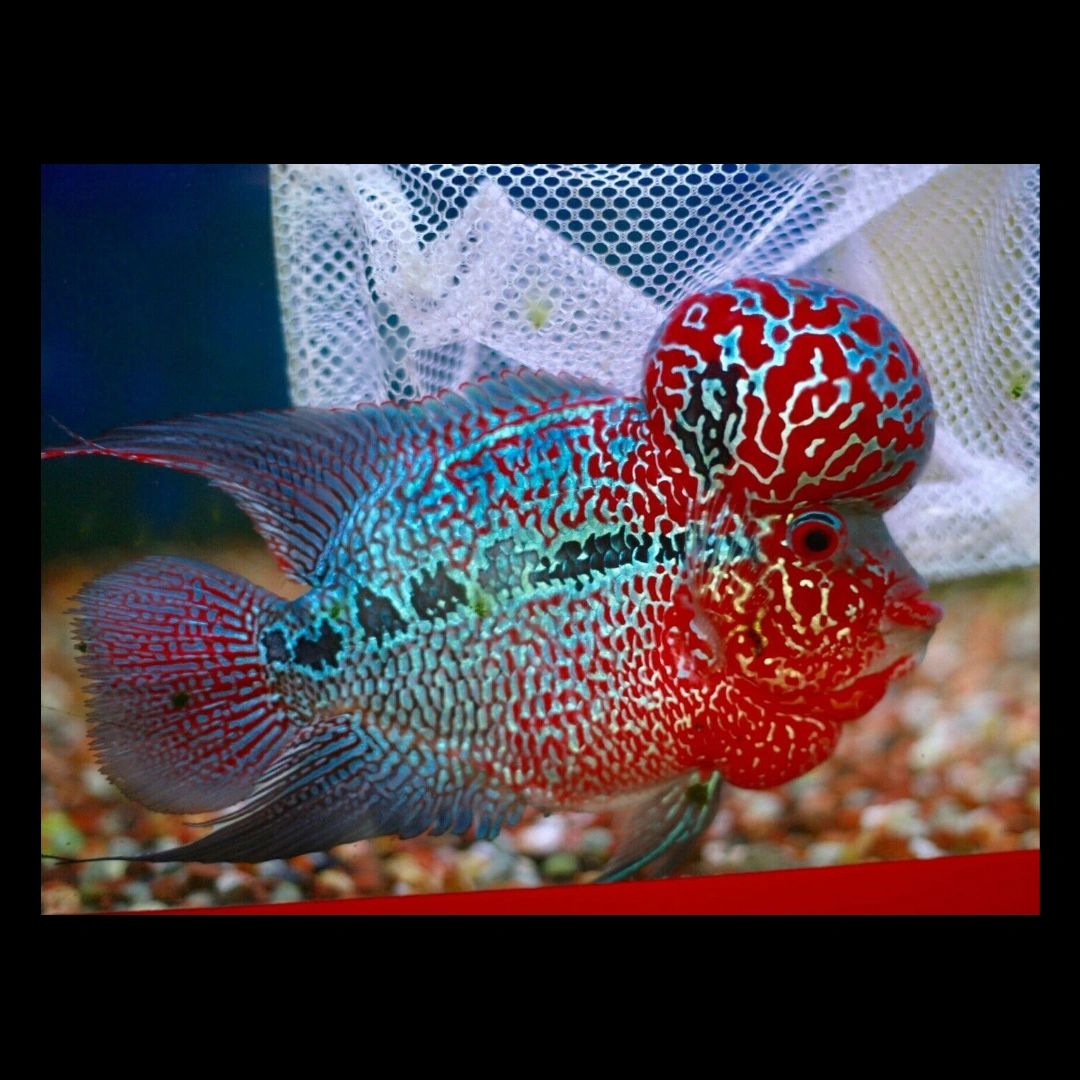 Super Red Dragon Flowerhorn Fish
