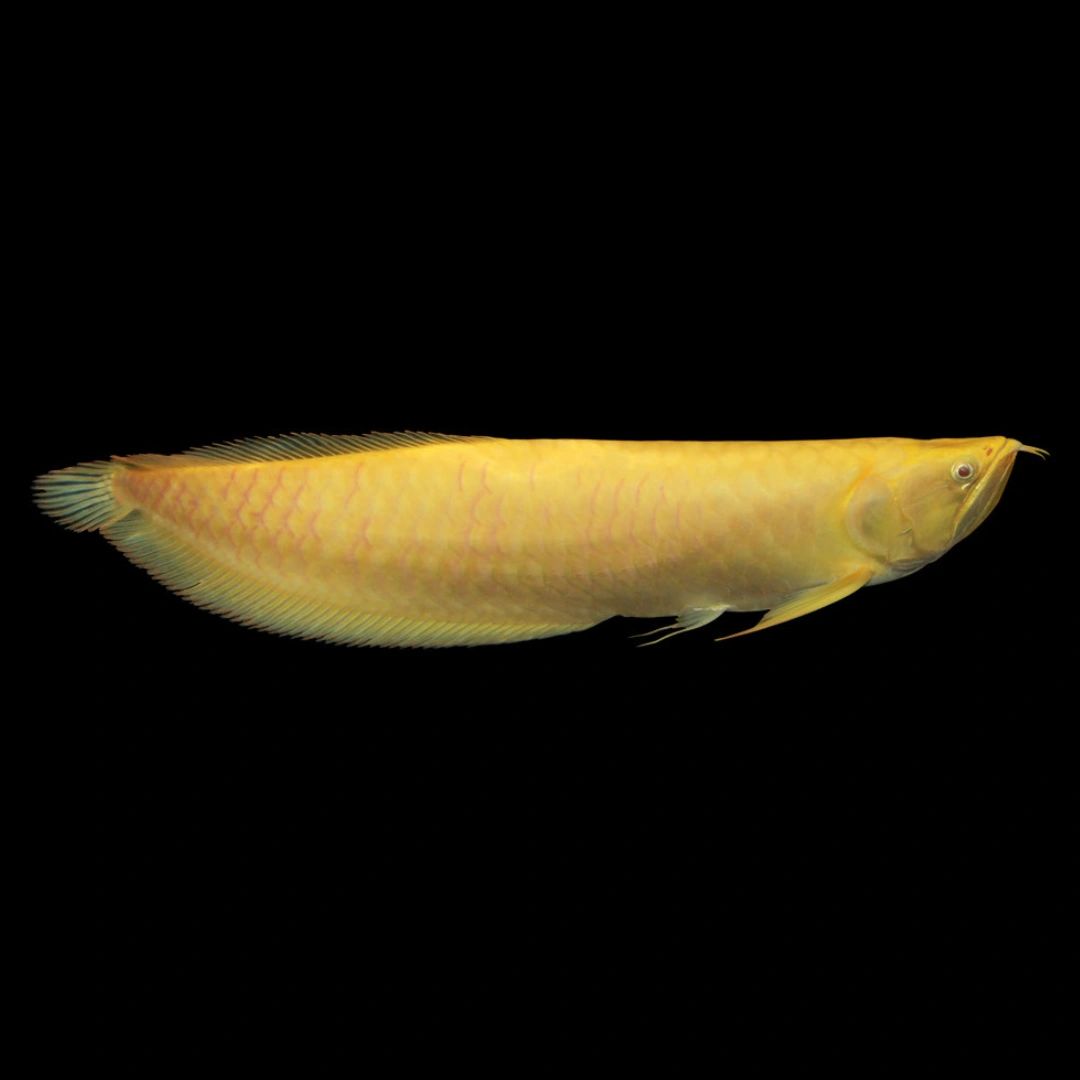 Albino Arowana Fish