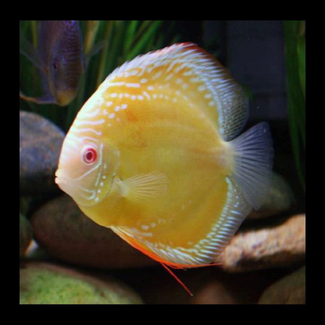 Albino Yellow Marlboro Discus Fish