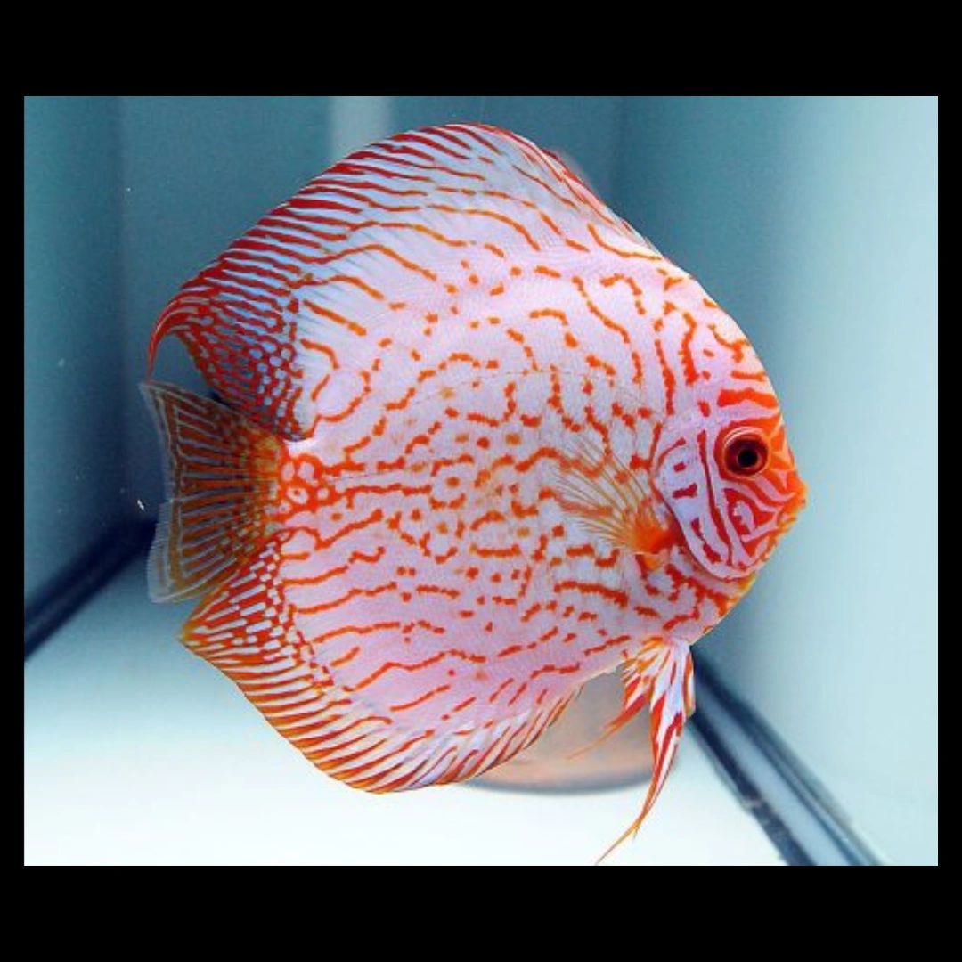 1 Pair 4200 Red Tiger Pigeon [ Malaysian Breed ]