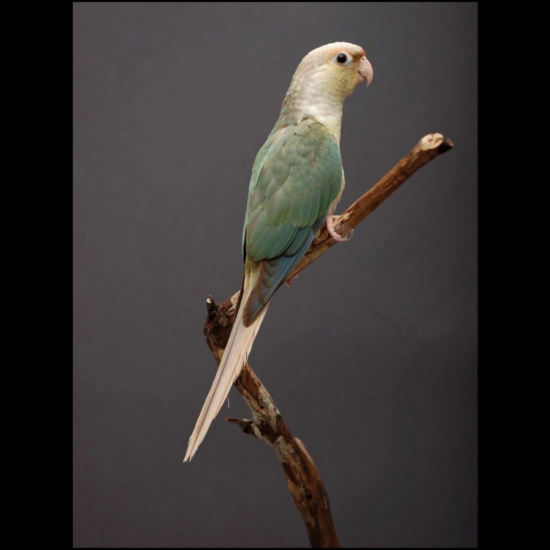 [ 1 Pair ₹21000 ] Blue Pineapple Conure Birds