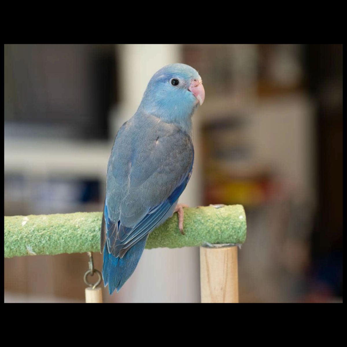 1 Pair Blue Pastel Parrotlet
