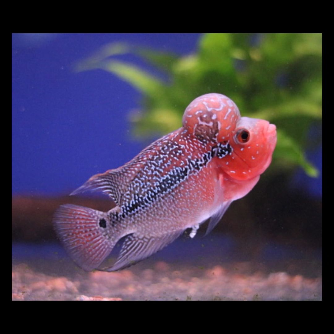 Red Dragon Flowerhorn Fish