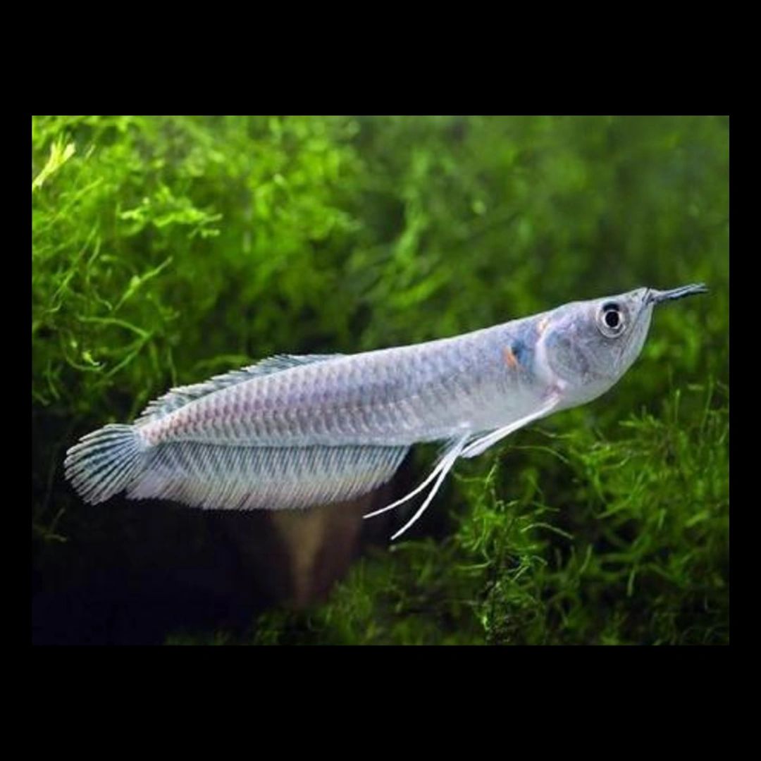 [ 1 Piece ₹1700 ] Silver Arowana Fish