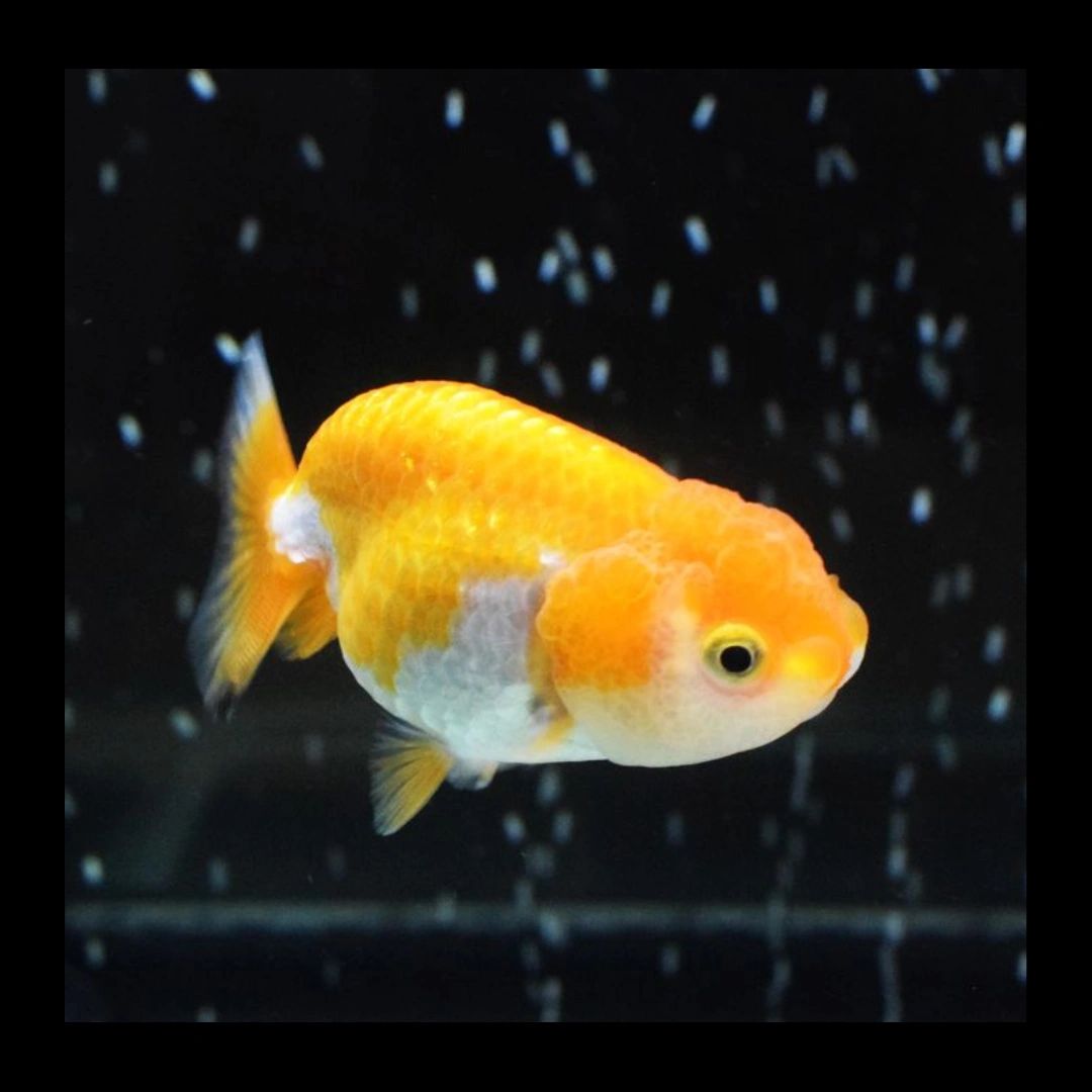 Buffalo Ranchu Goldfish 1 Pair 2699