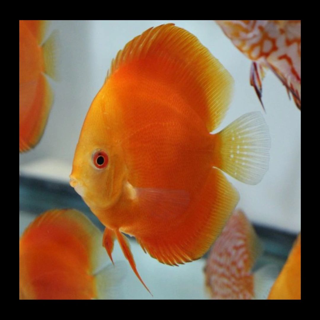 Red Melon Discus Fish [ Malaysian Breed ]