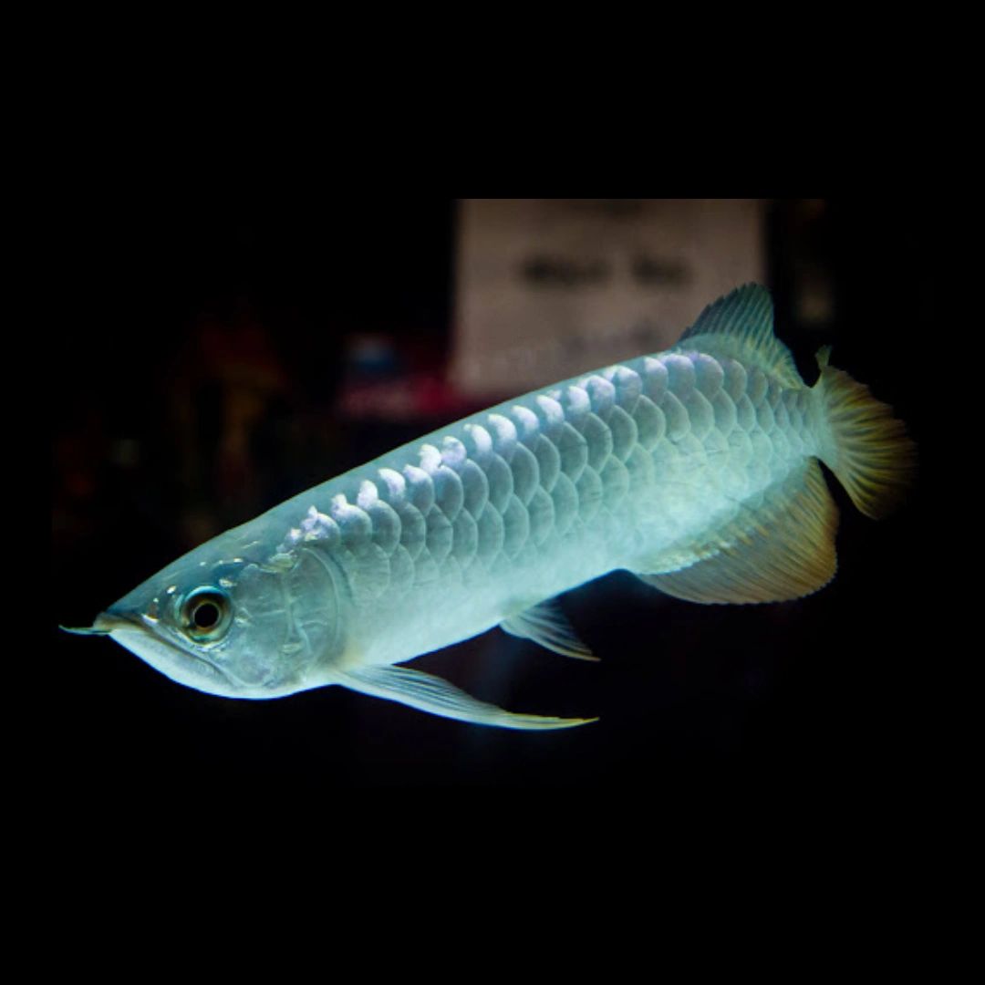 1 Piece ₹20,000 Red Tail Gold Asian Arowana Fish