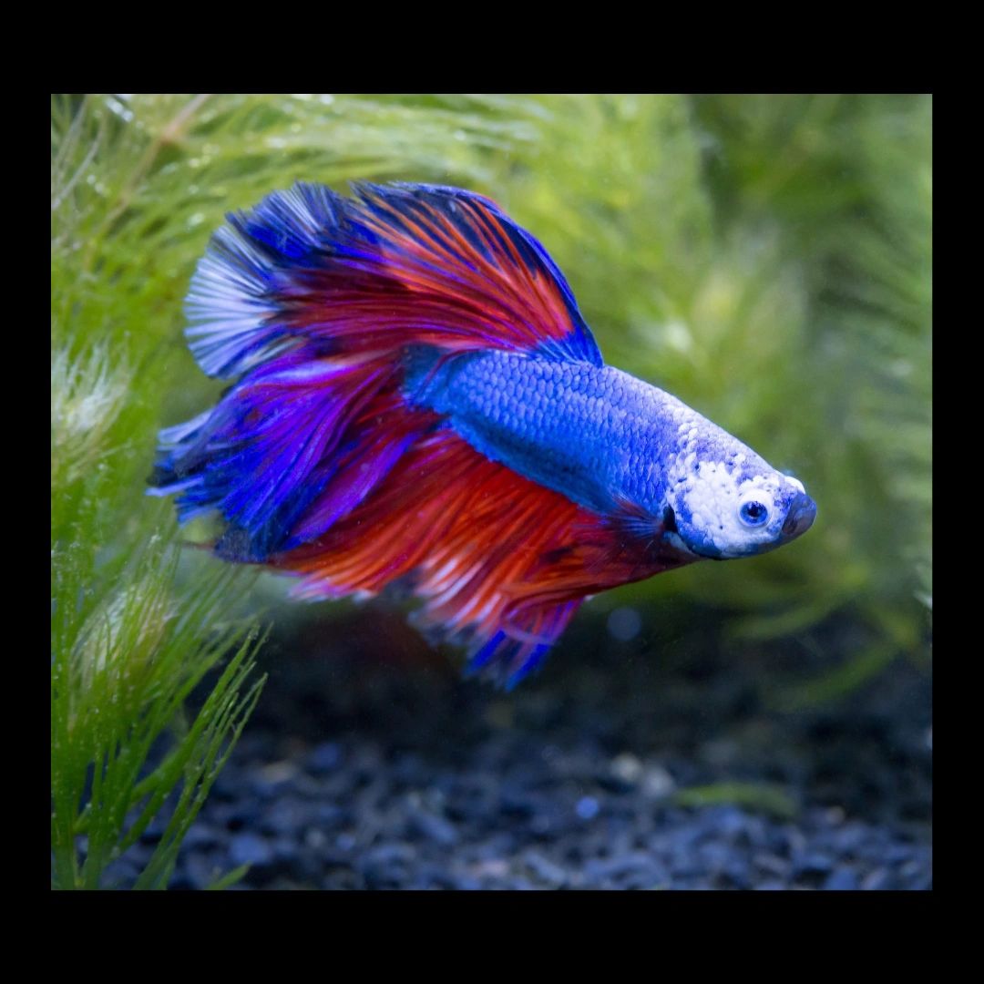 Full Moon Betta Fish
